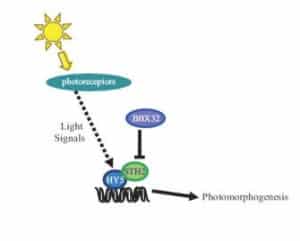 BBX32, An Arabidopsis B-box Protein, Functions in Light Signaling by ...