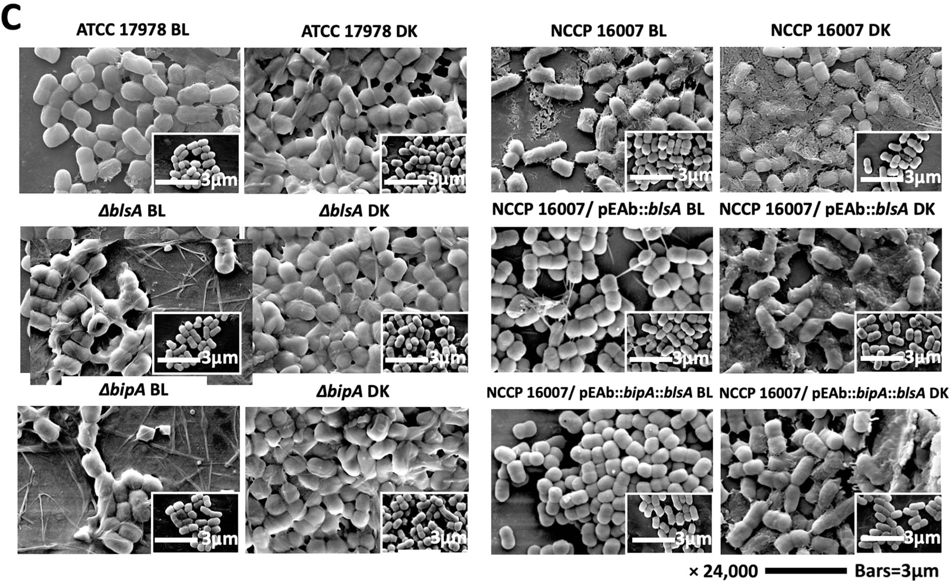 Blue Light Sensing BlsA-Mediated Modulation of Meropenem Resistance and ...