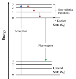 Energy level schematic of the fluorescence process - StellarNet, Inc.