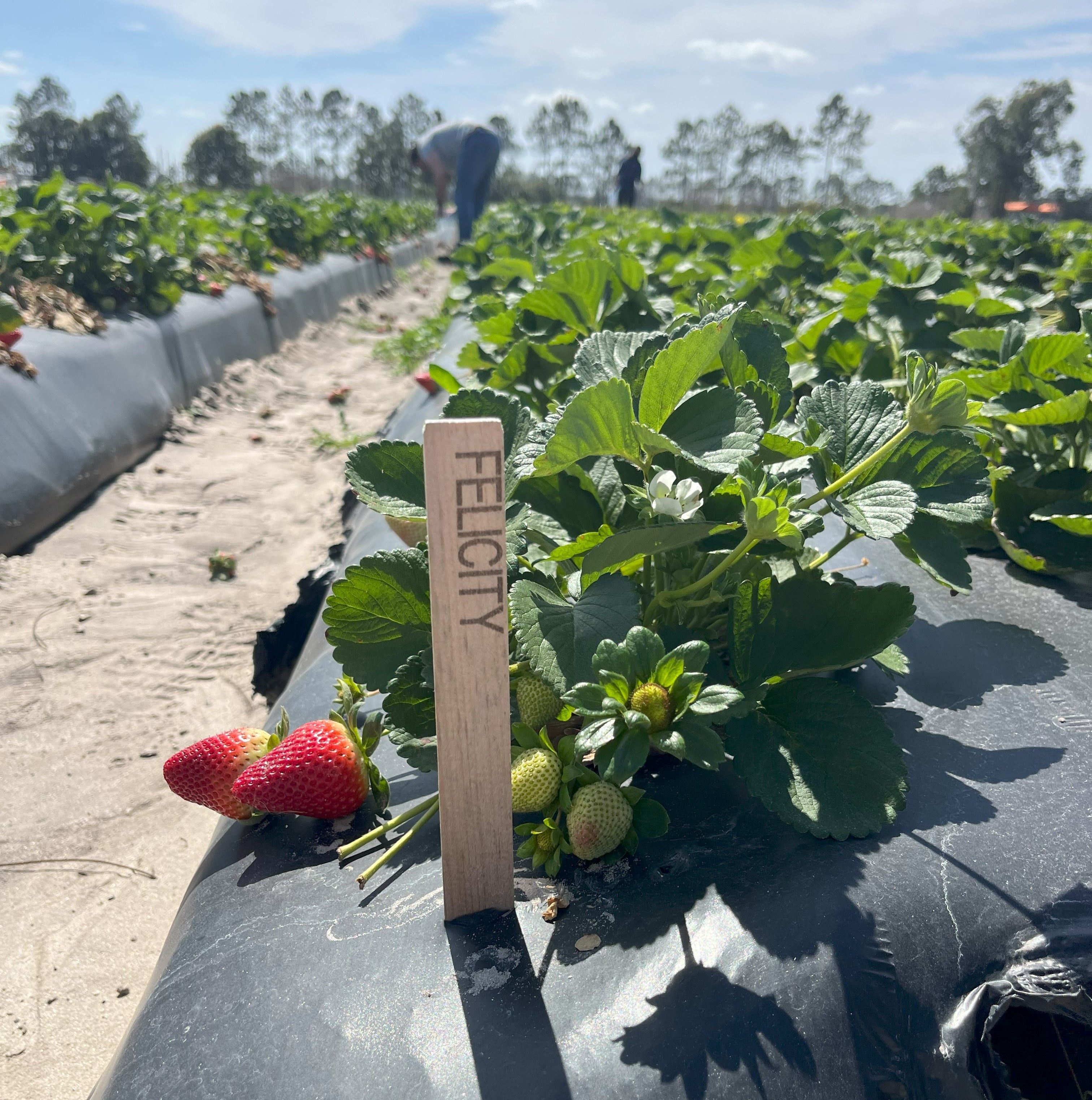 June Analyzer of the Month - Strawberry Field Trip Spectroscopy ...
