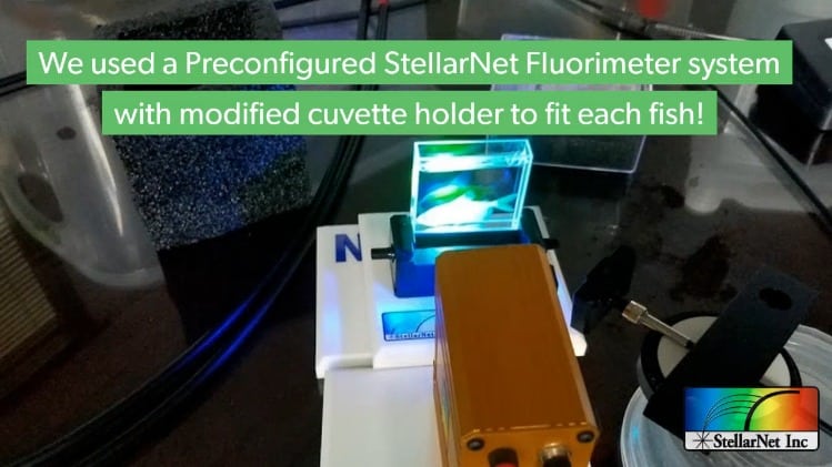 Fluorescent Fish Analysis - Exciting Spectroscopy - StellarNet, Inc.