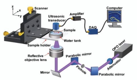 Label-free differential imaging of cellular components in mouse brain ...