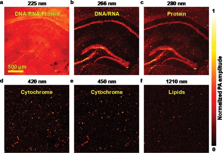 Label-free differential imaging of cellular components in mouse brain ...