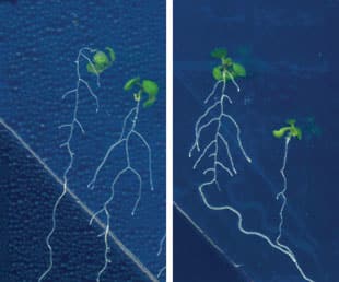 Modulation of halotropic growth in rough bluegrass (Poa trivialis L ...