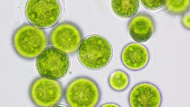 Photosynthetic performance of two Nannochloropsis spp. under different ...