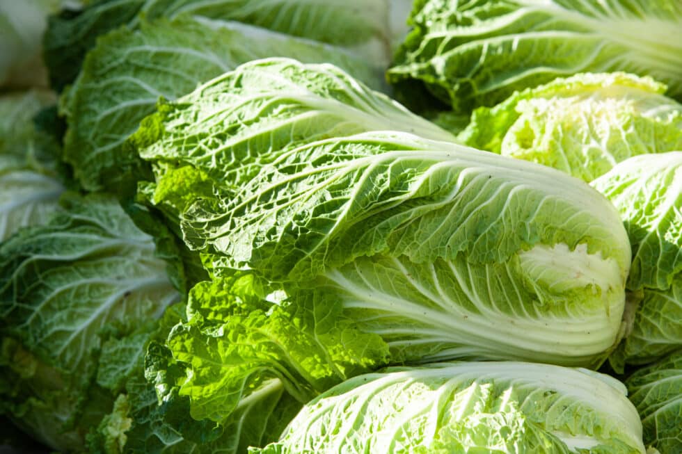 Growth, morphology, and photosynthetic activity of Chinese cabbage and ...