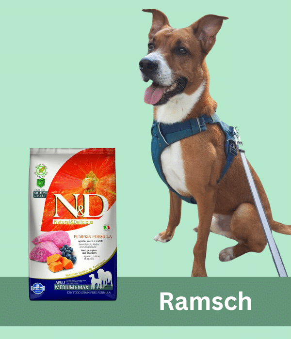 Ramsch - StellarNet, Inc.