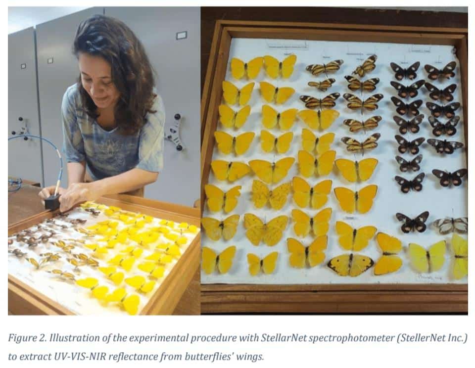 3rd Place: Beyond Vision: The near-infrared reflectance of butterfly ...