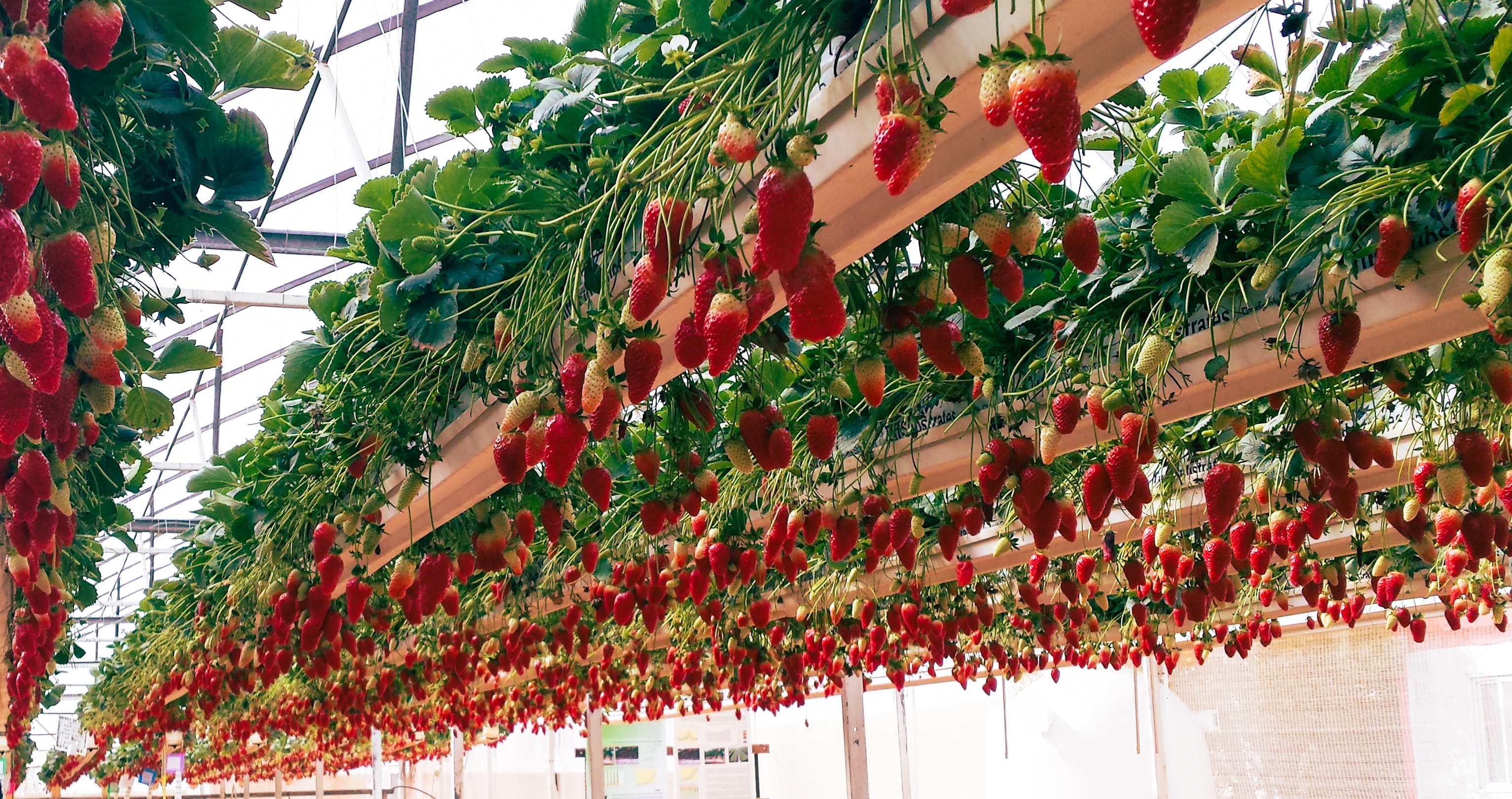 Improvement of strawberry transplant production efficiency by ...