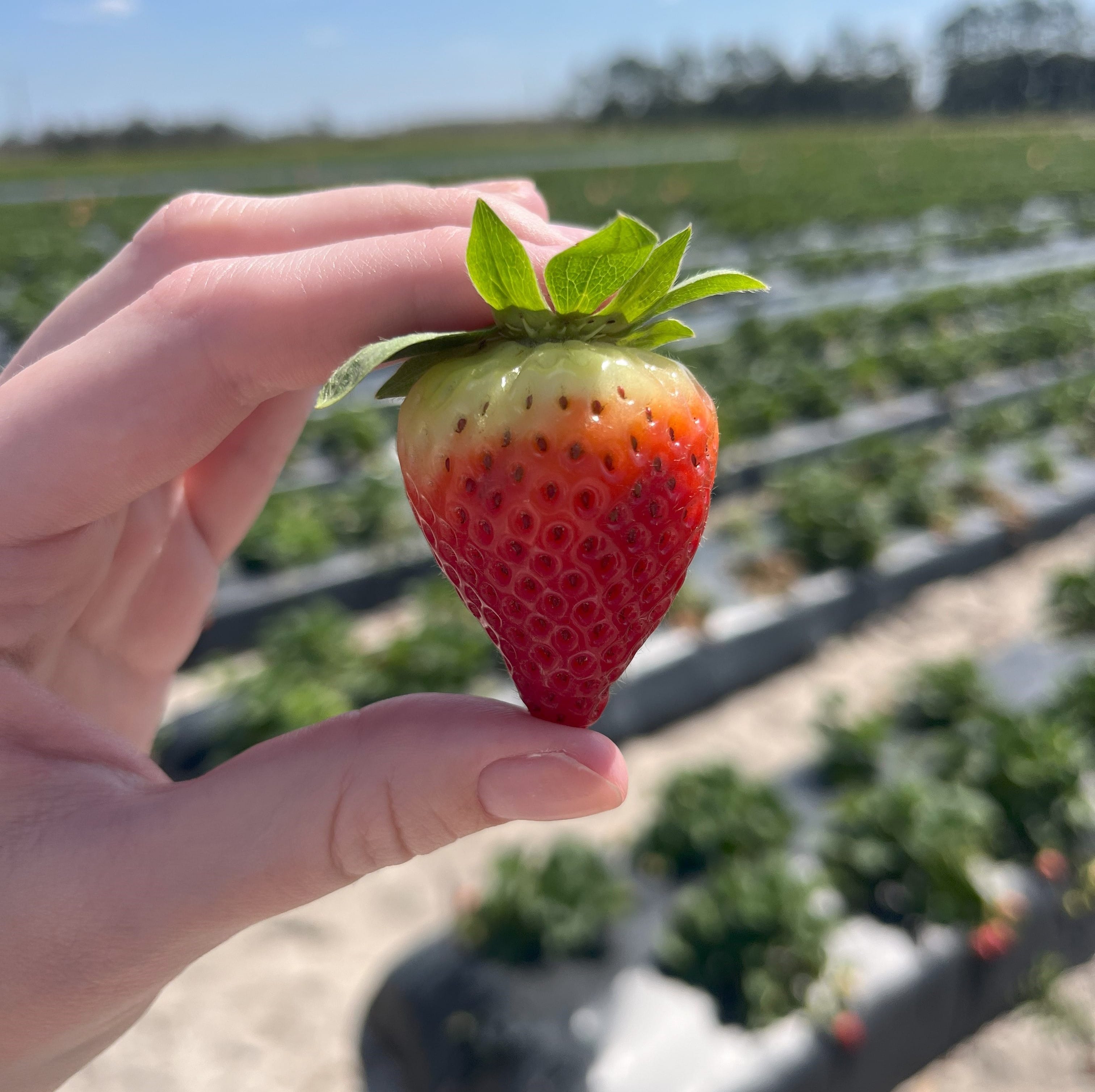 June Analyzer of the Month - Strawberry Field Trip Spectroscopy ...