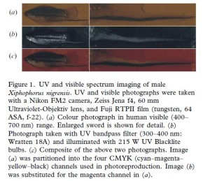 A private ultraviolet channel in visual communication | StellarNet.us ...