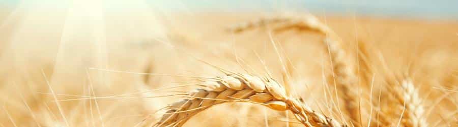 grain analyzer - StellarNet, Inc.