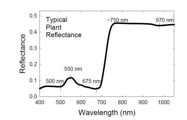 USE OF GROUND-BASED CANOPY REFLECTANCE TO DETERMINE RADIATION CAPTURE ...